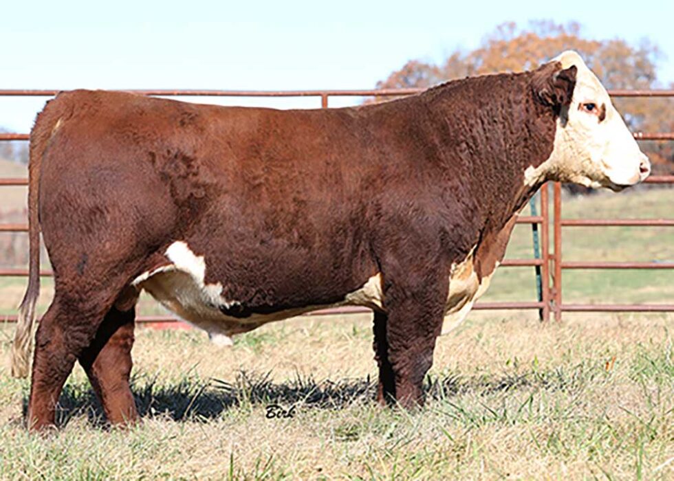 Sires | WMC Cattle Company – Missouri’s source for Elite Data Driven ...